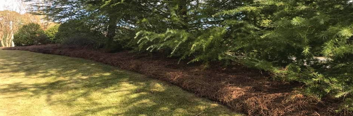 NewPro Landscapes is a Landscaping Company in Duluth, GA
